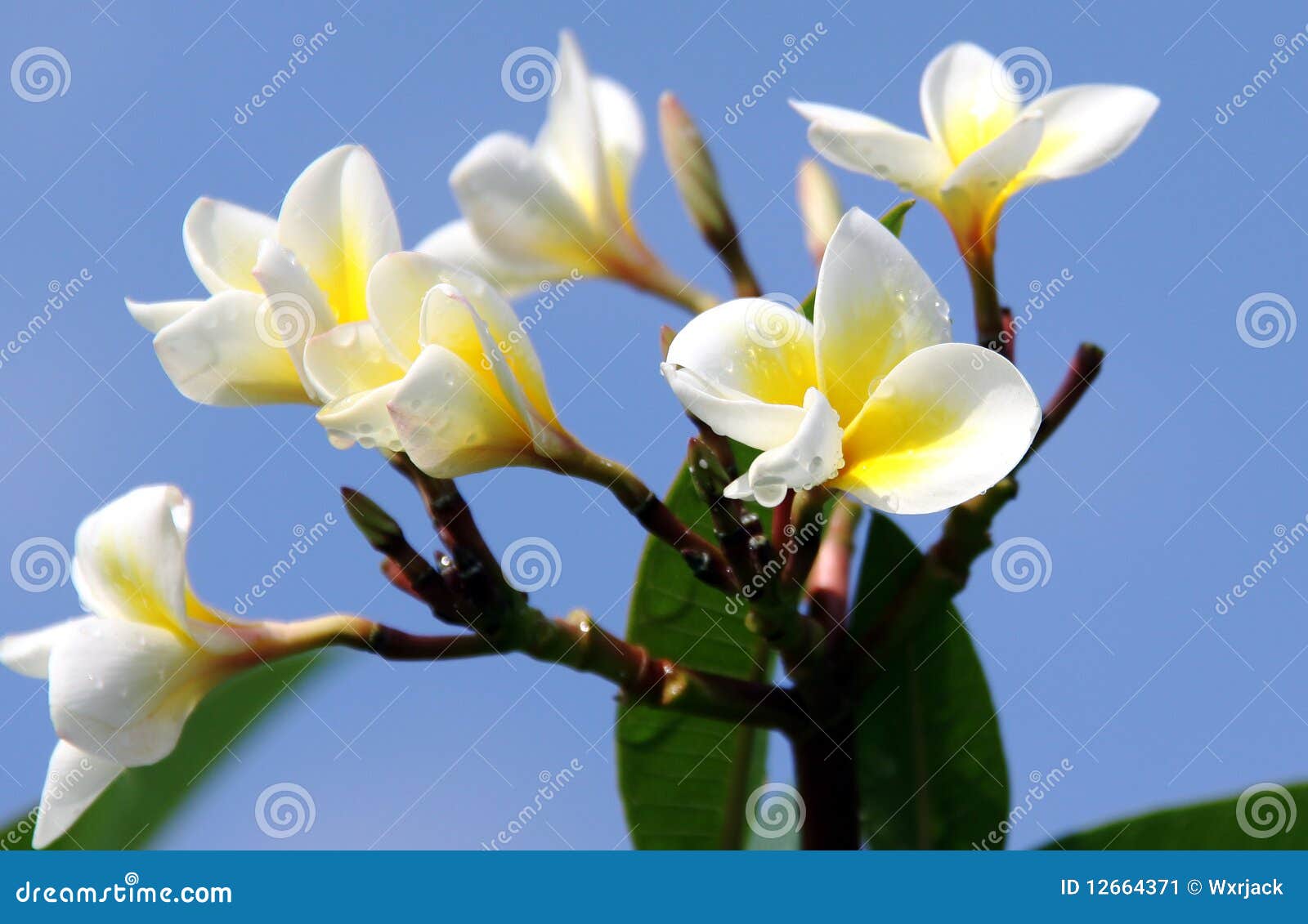 Frangipane imagen de archivo. Imagen de porcelana, olor - 12664371