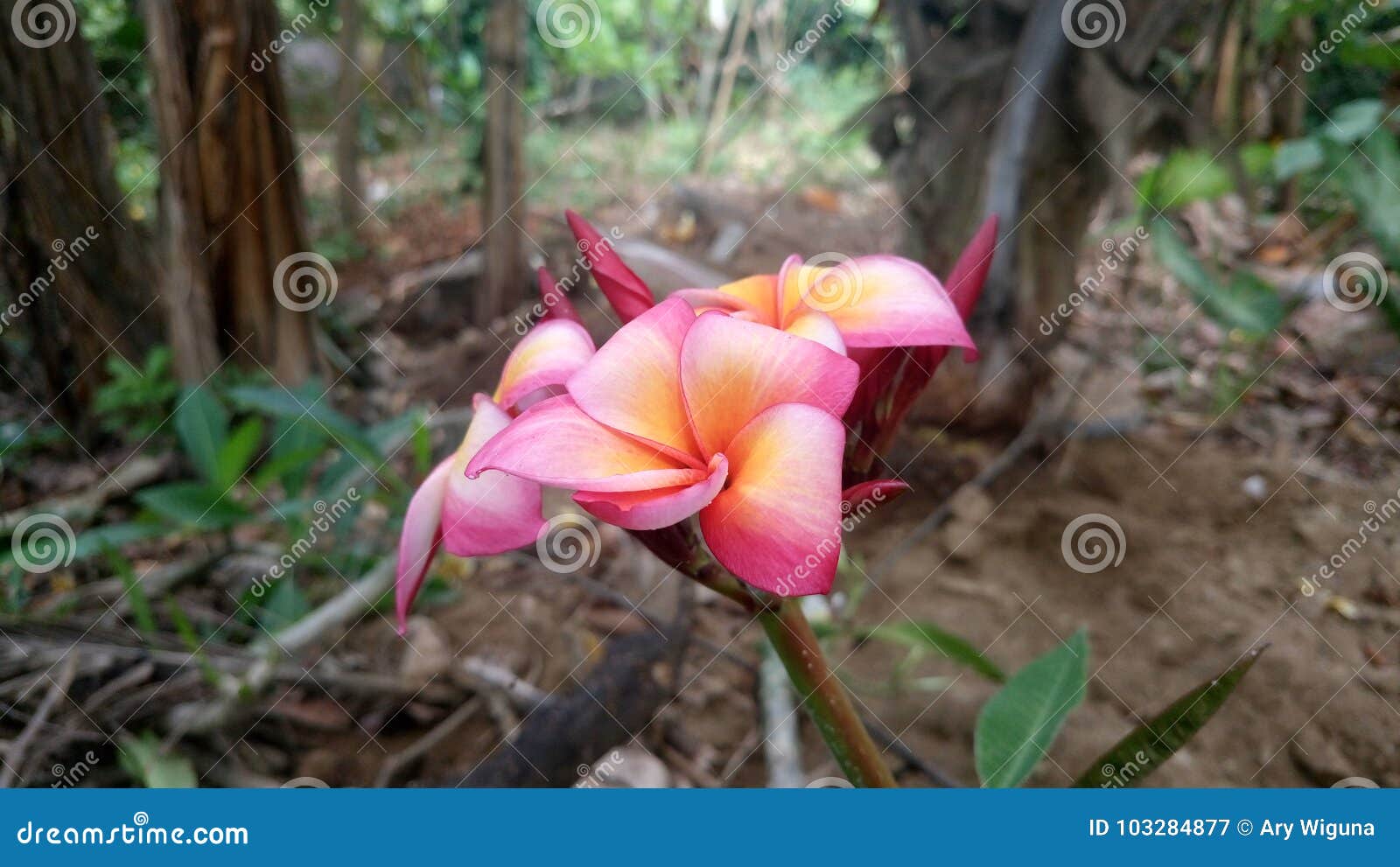 Frangipane Flower On The Rattan Background Stock Photography ...