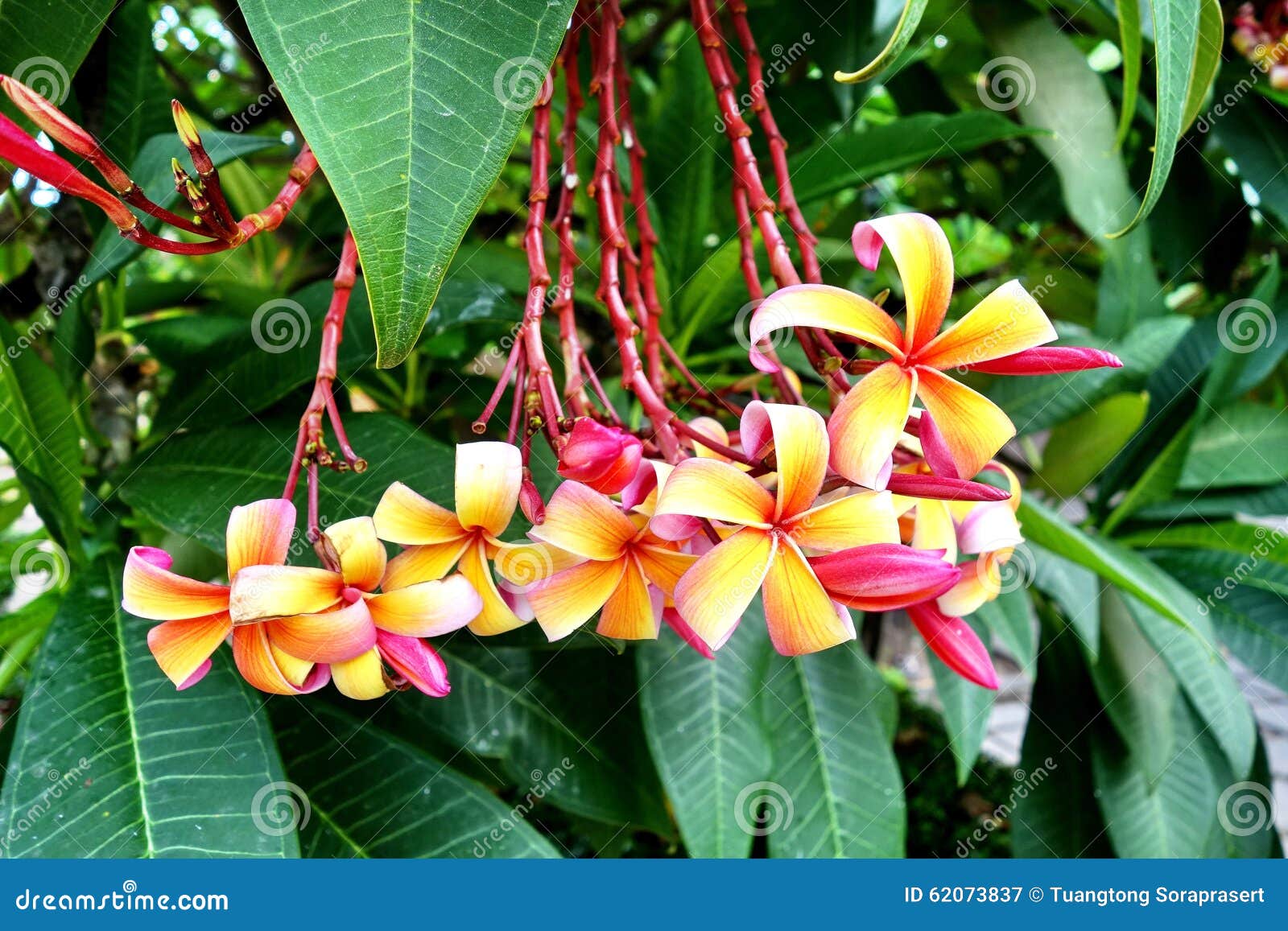 Frangipane O Fiore Di Plumaria Immagine Stock - Immagine di colore ...