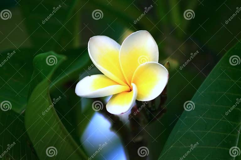 Frangipani stock image. Image of tahiti, pacific, fresh - 1377503