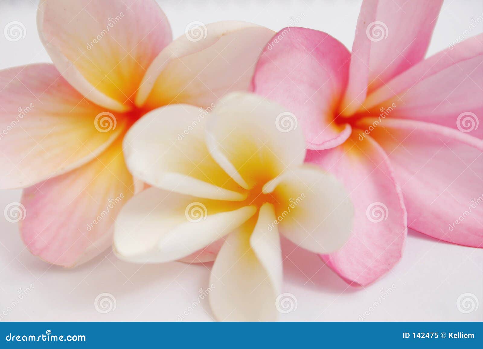 Frangipani stock image. Image of accessories, frangipani - 142475