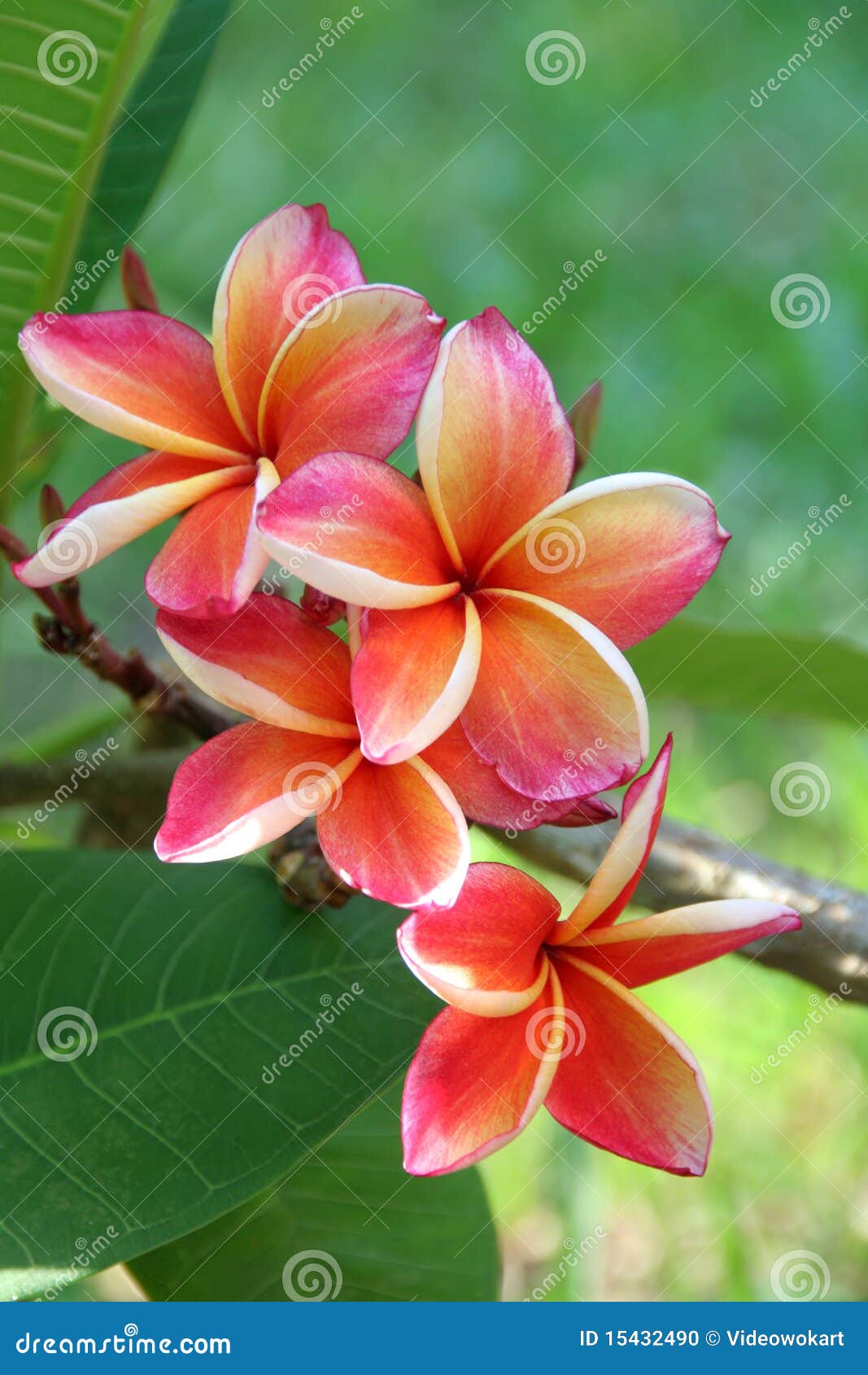 Frangipani stock photo. Image of botany, icon, beautiful - 15432490