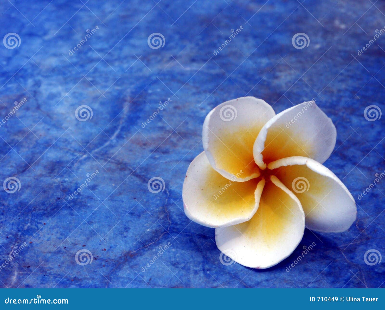 Frangipani-Background stock image. Image of yellow, relax - 710449