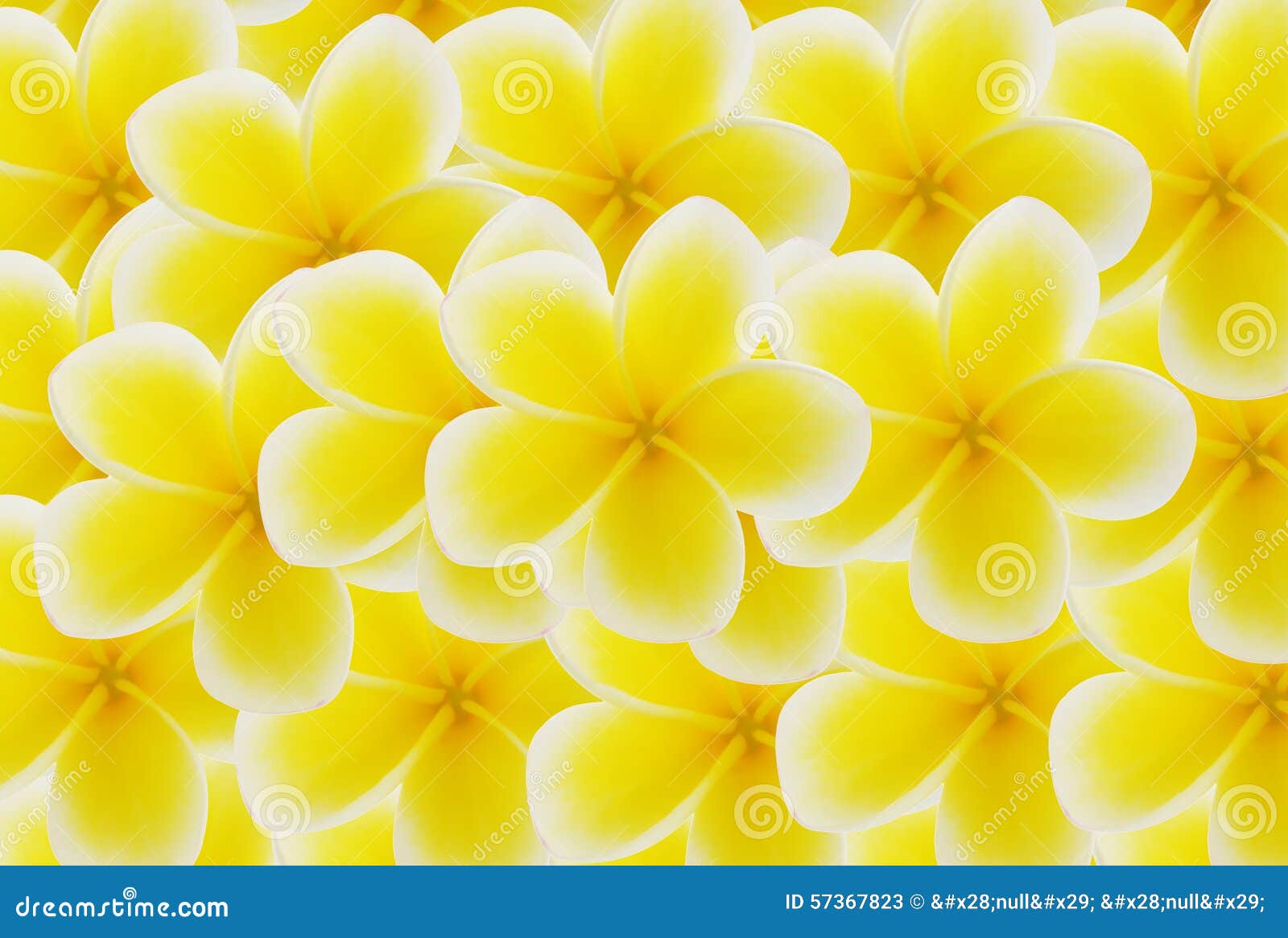 Frangipani Background. stock image. Image of fragrant - 57367823