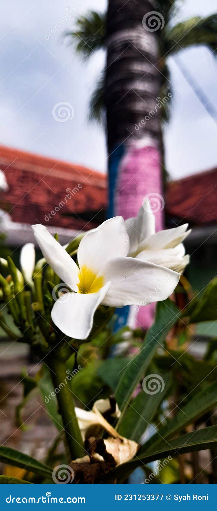 Frangipani stock image. Image of orchid, stem, lily - 231253377
