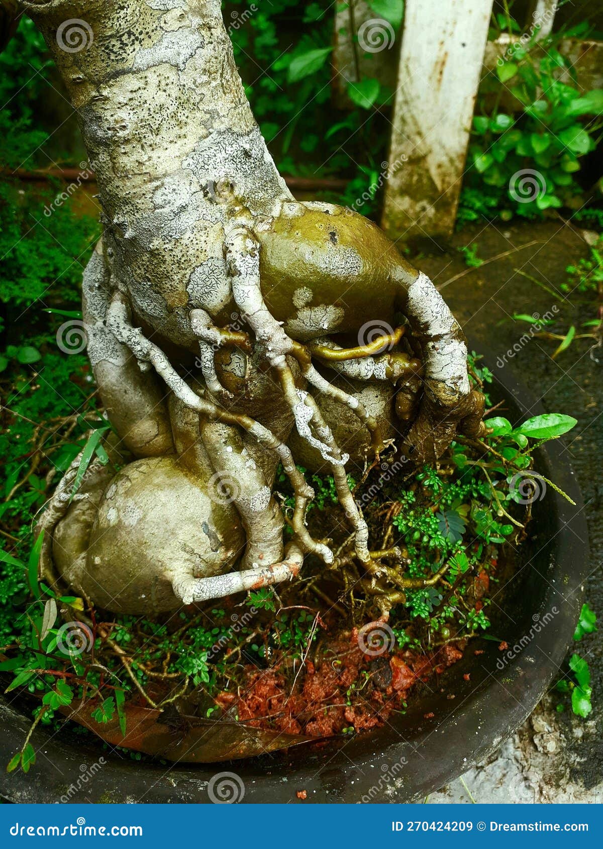 Frangipani Bonsai Tree Roots, West Java, Indonesia 2023 Stock Image ...