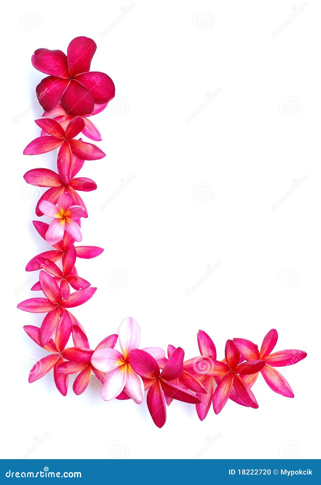 Frangipani border stock photo. Image of beauty, invitation - 18222720