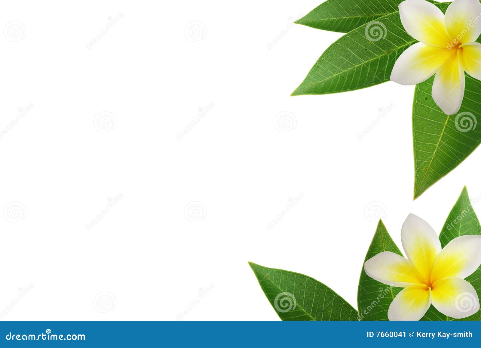 Frangipani Border stock image. Image of perfume, floral - 7660041