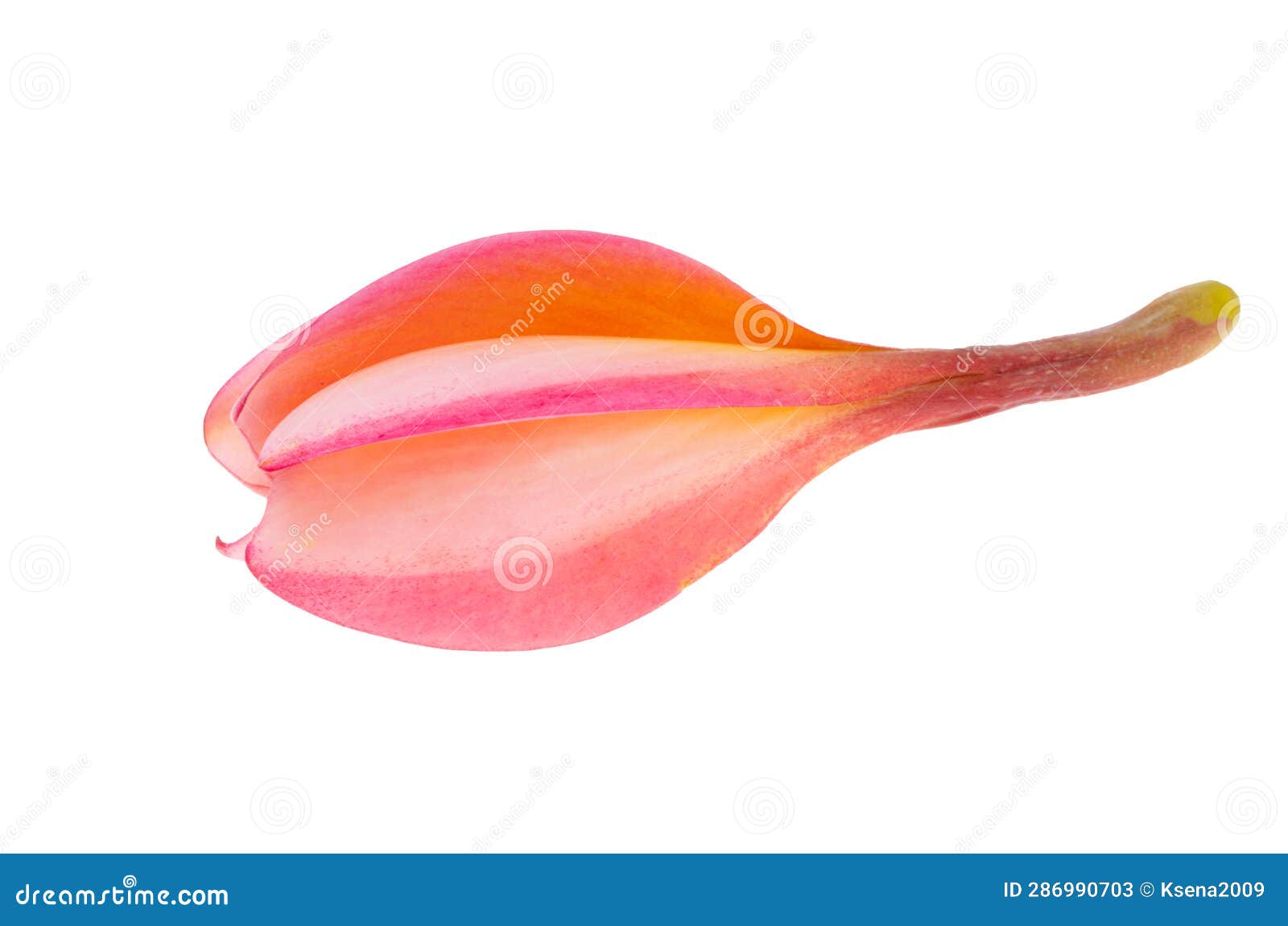 Frangipani bud isolated stock image. Image of plant - 286990703