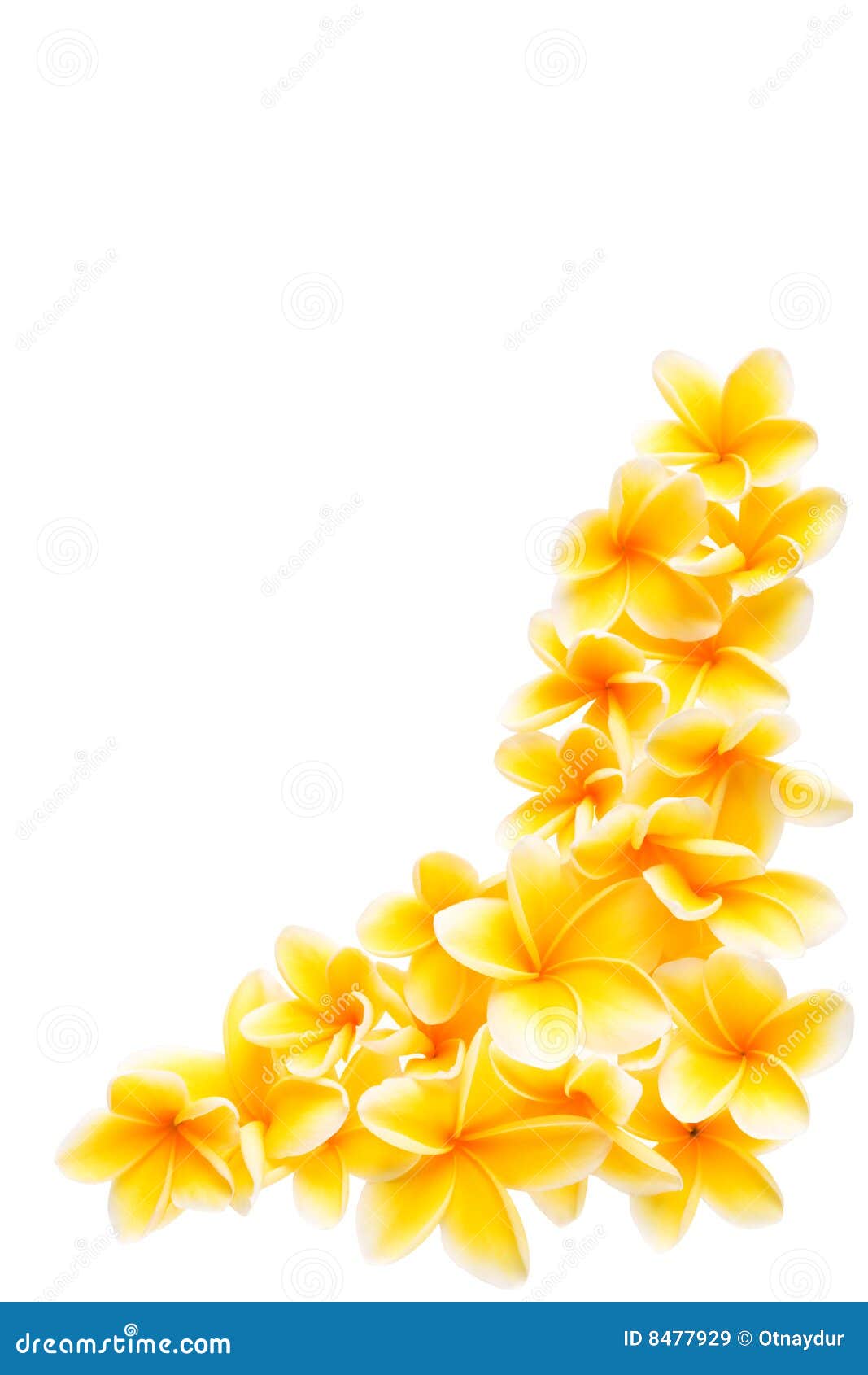 Frangipani corner border stock image. Image of focus, isolated - 8477929