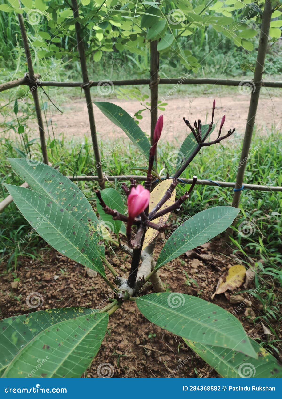 Frangipani flower araliya stock photo. Image of vilage - 284368882