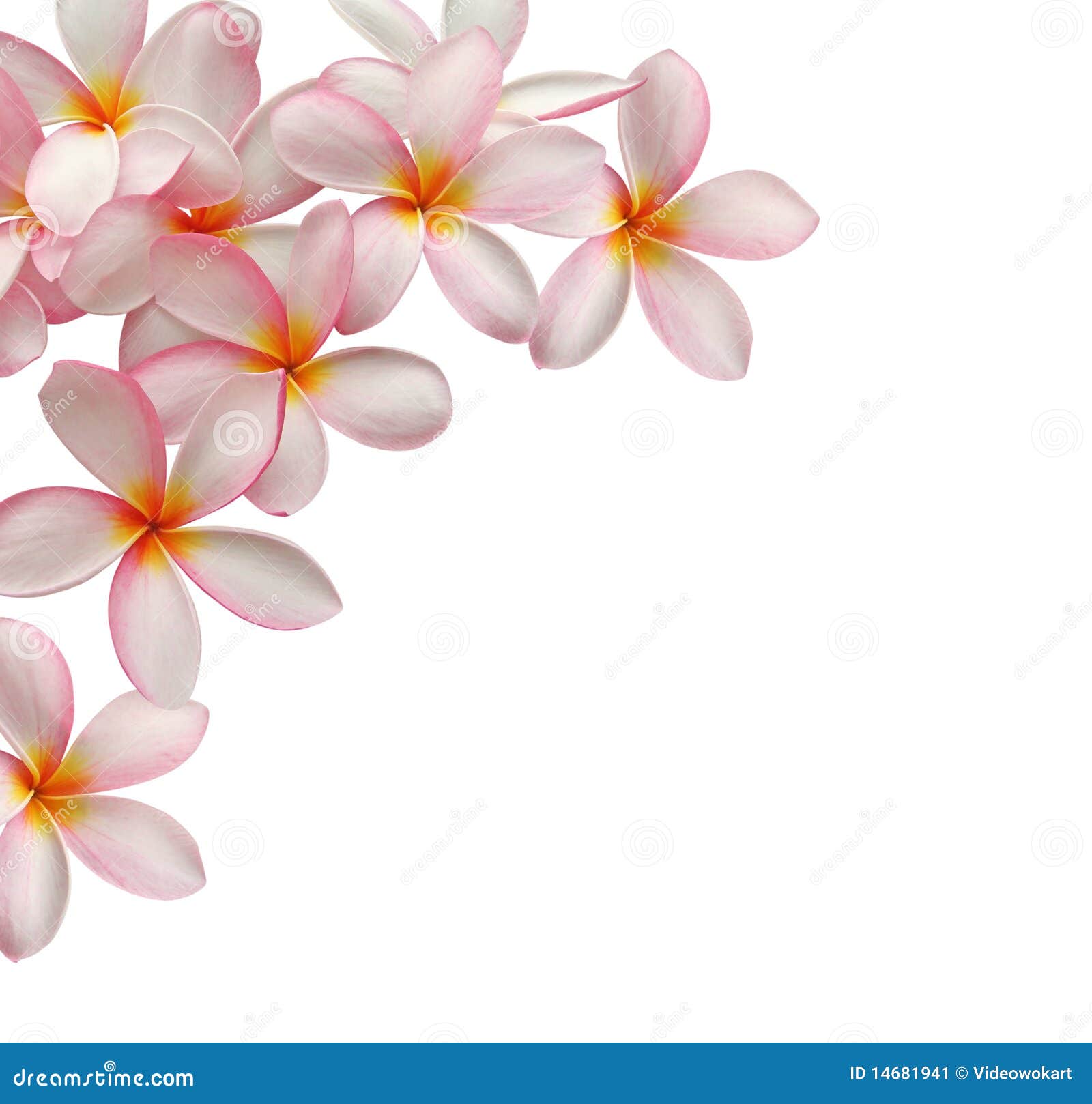Frangipani Flower Background Stock Image - Image of border, nature ...