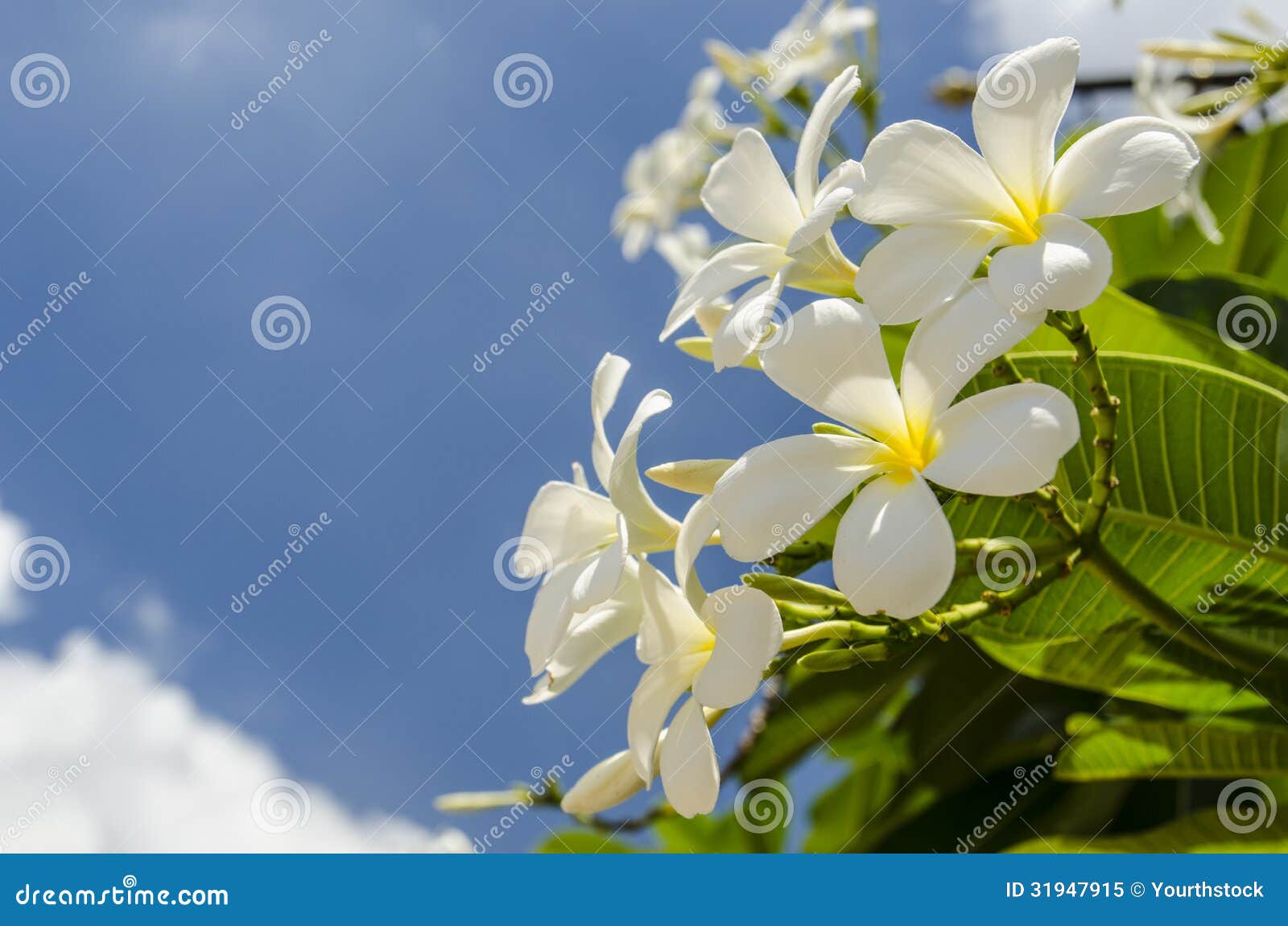 Frangipani flower stock image. Image of ocean, beauty - 31947915