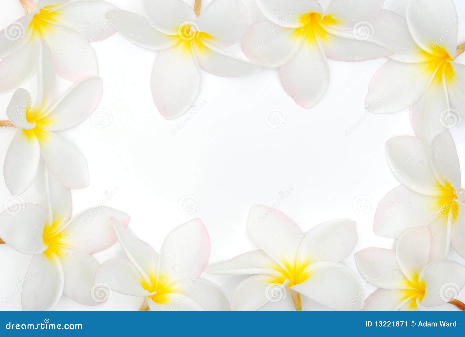 Frangipani flower border stock image. Image of tropical - 13221871
