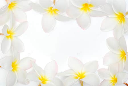 Frangipani flower border stock image. Image of tropical - 13221871