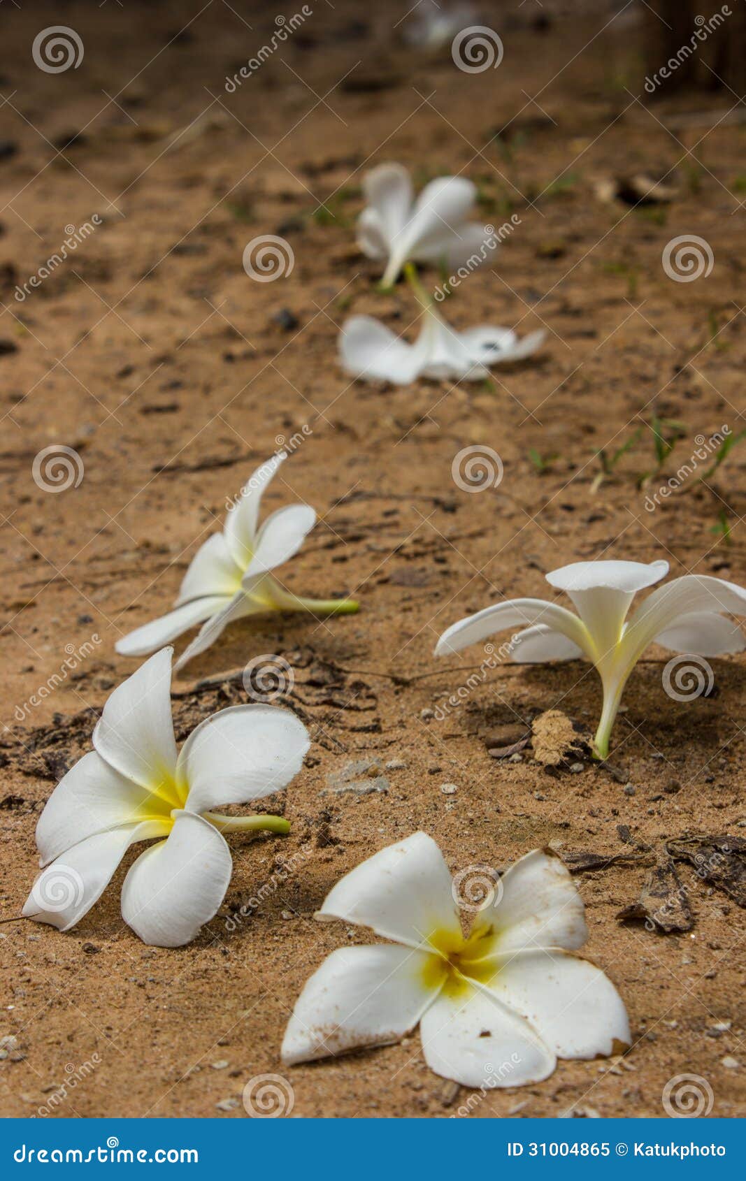 Frangipani Flower Fallen on the Ground. Stock Image - Image of blossom ...