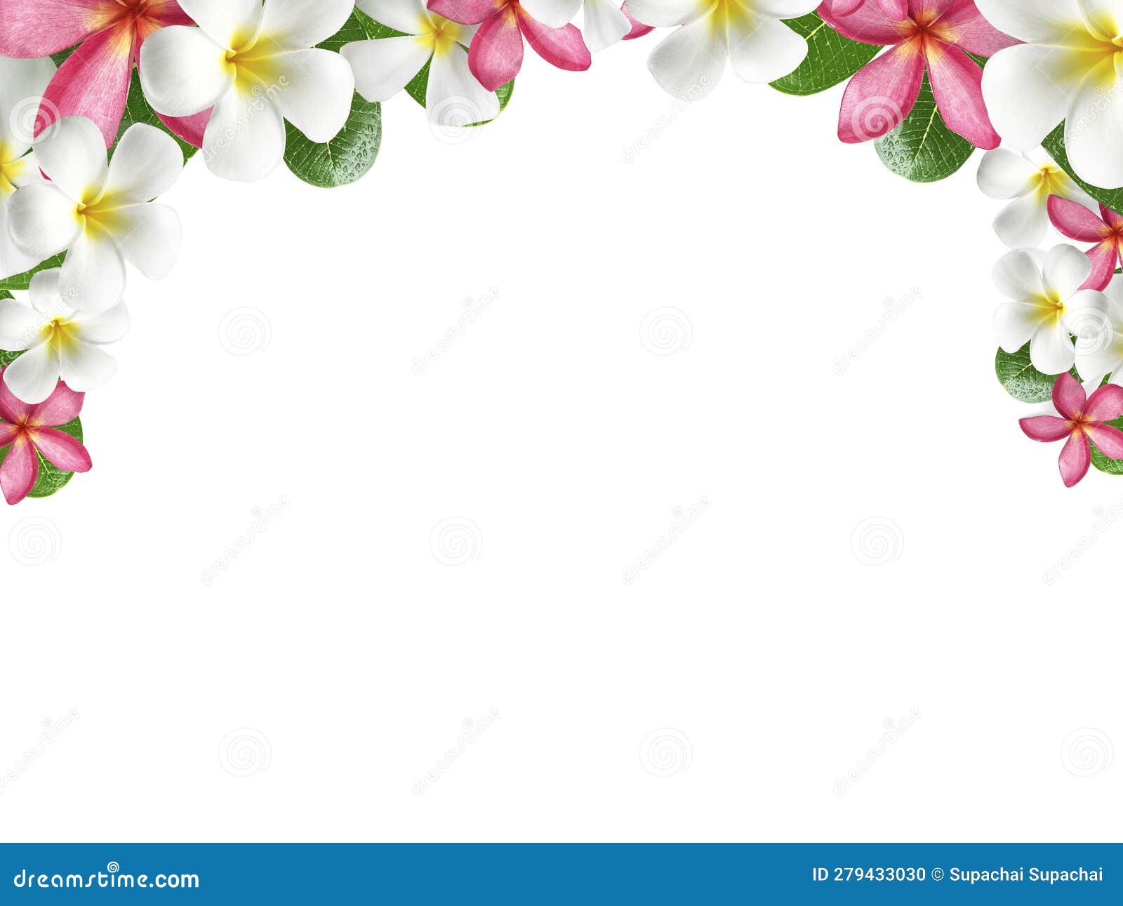 Frangipani Flower Frame on White Background Stock Photo - Image of pink ...