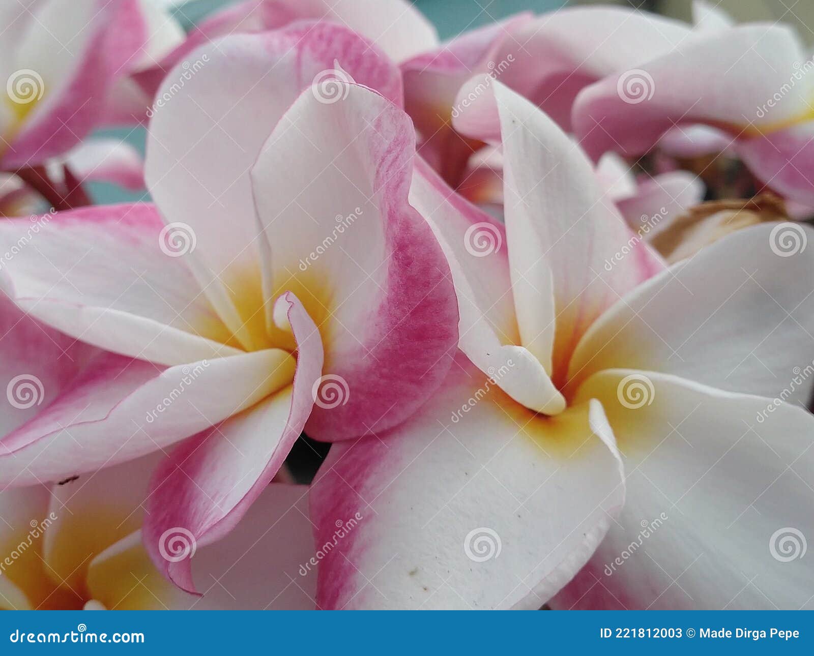 Frangipani flower garden stock image. Image of landscape - 221812003