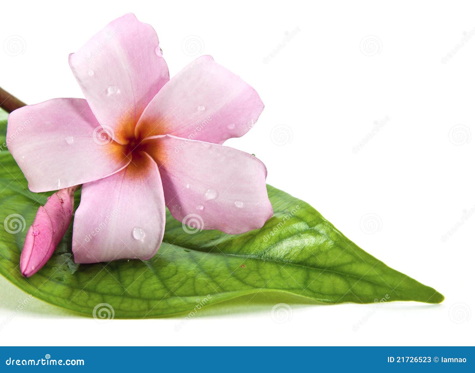 Frangipani Flower on Green Leaf Stock Image - Image of plumeria ... Frangipani Flower on Green Leaf Stock Image - Image of plumeria ...