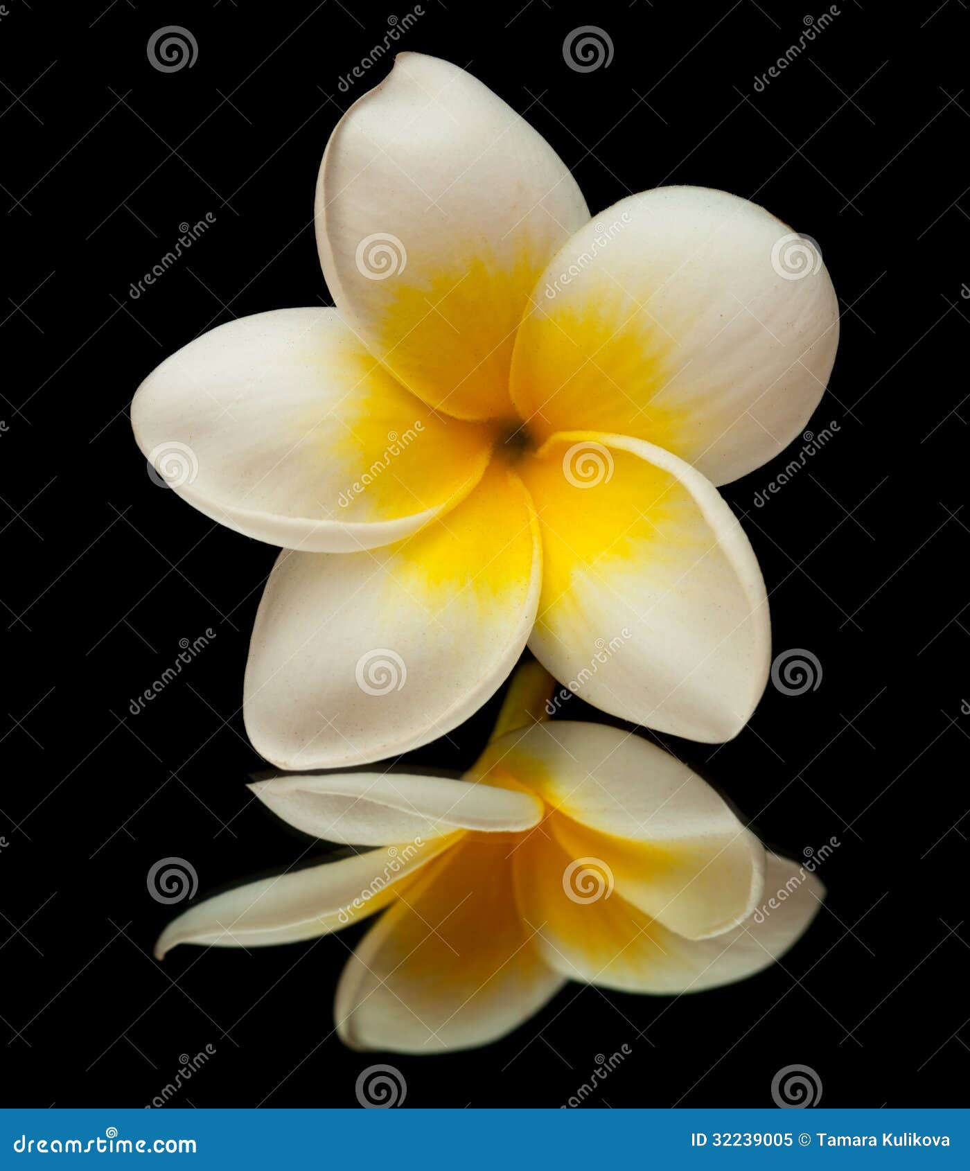 Frangipani flower stock image. Image of chafa, nature - 32239005