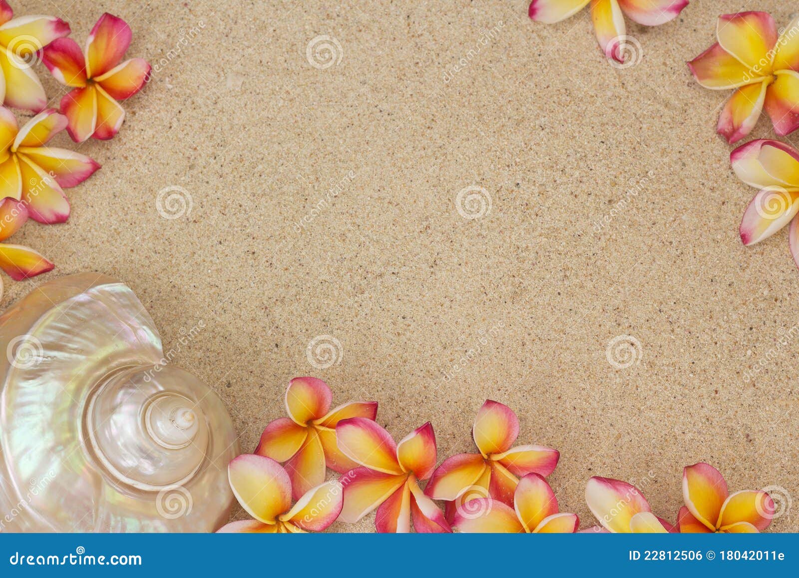 Frangipani Flower and a Large Sea Shell on Sand Stock Photo - Image of ...