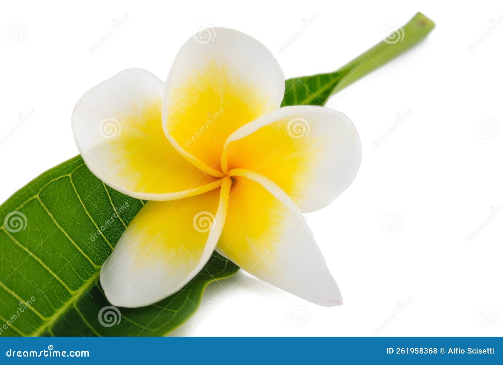 Frangipani Flower with Leaf Stock Photo - Image of flower, hawaiian ...