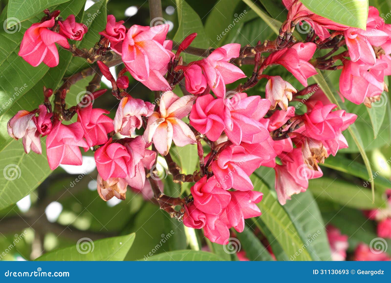 Frangipani Flower or Leelawadee Flower on the Tree Stock Image - Image ...