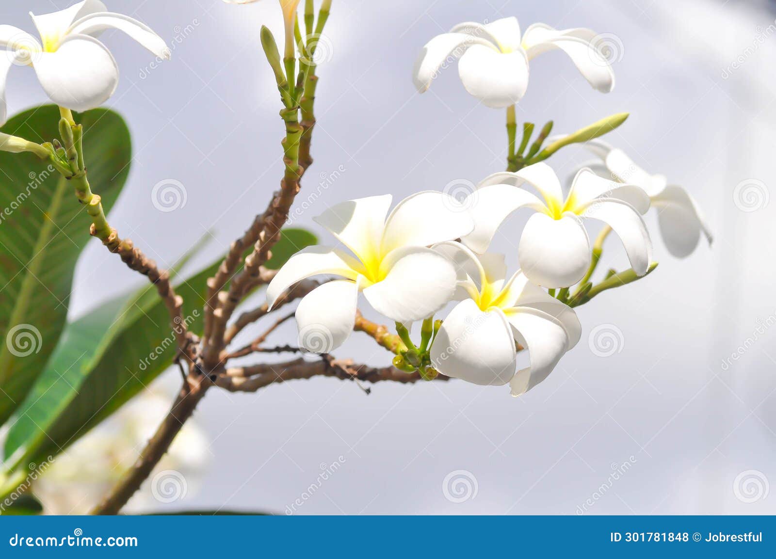 Frangipani, Frangipani Flower or Pagoda Tree Stock Photo - Image of ...