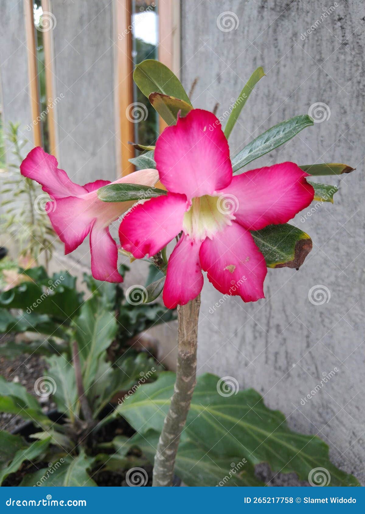 Frangipani Flower Plant Kamboja Flower Stock Photo - Image of purple ...