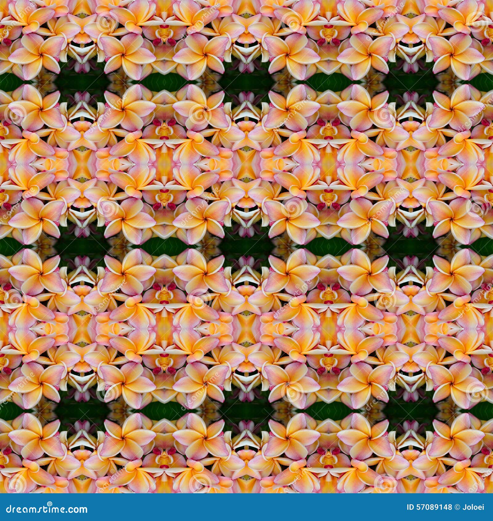 Frangipani flower stock illustration. Illustration of queensland - 57089148