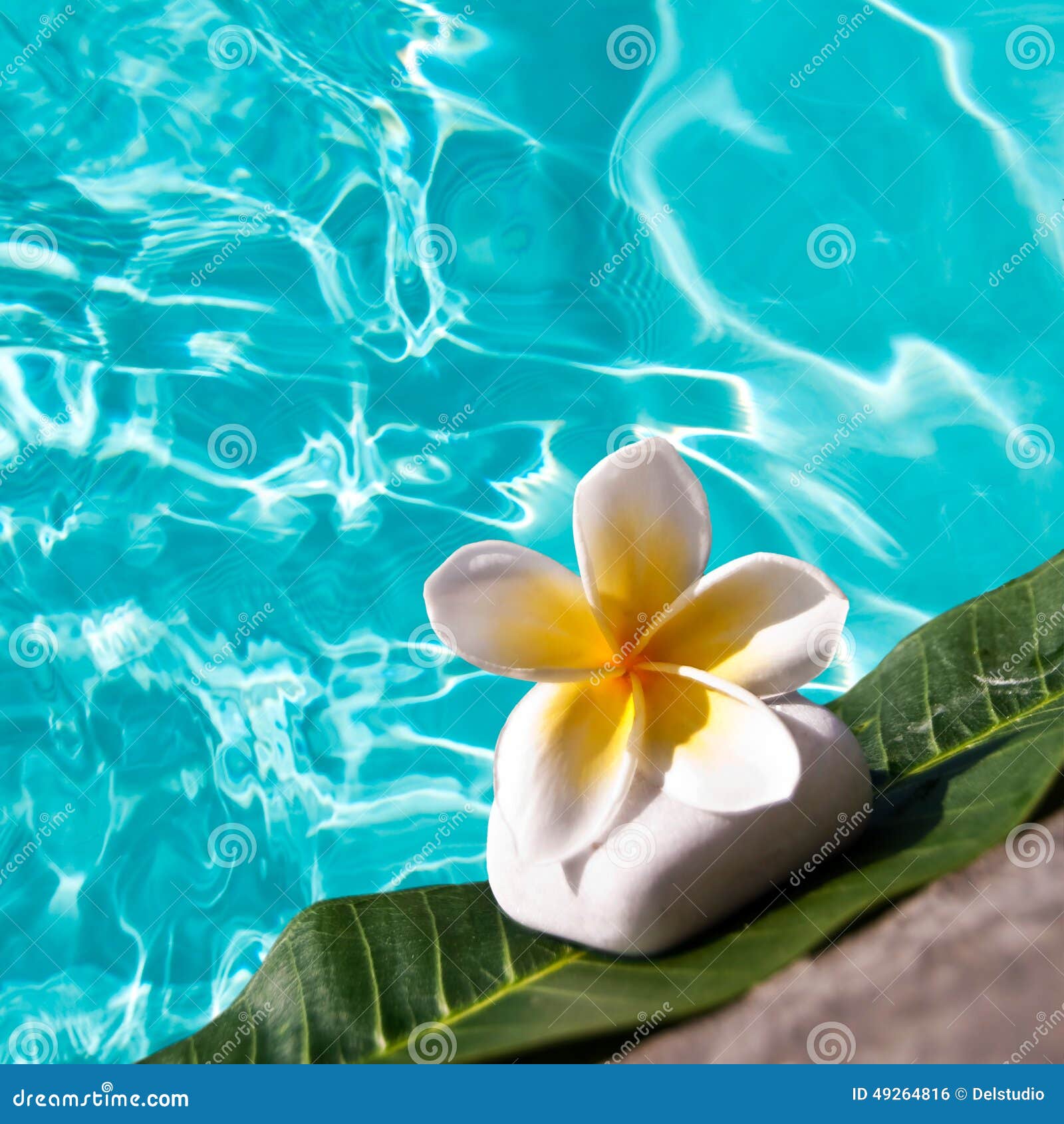 1,137 Frangipani Flower Swimming Pool Photos - Free & Royalty-Free ...