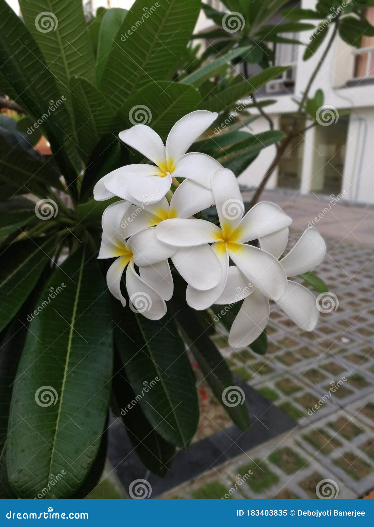 The Flower Of Temple Tree Or Frangipani Or Pagoda Tree (Scientific Name ...