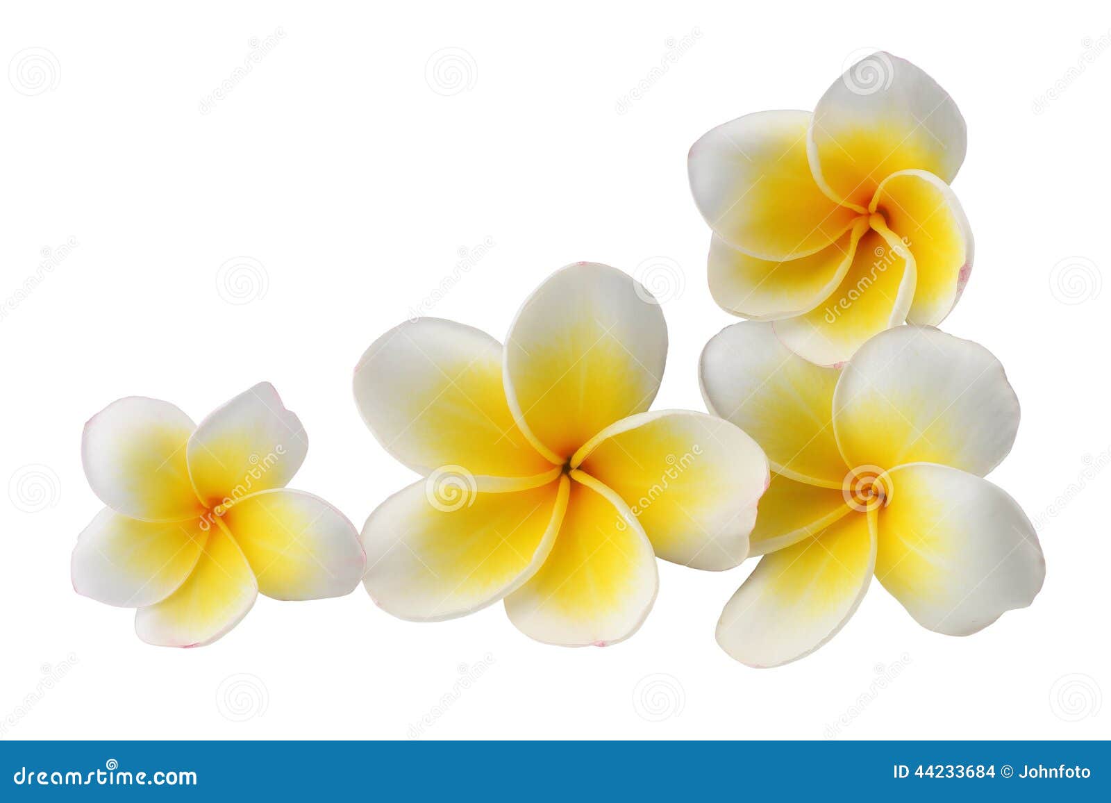 Frangipani stock photo. Image of frangipani, nature, floral - 44233684