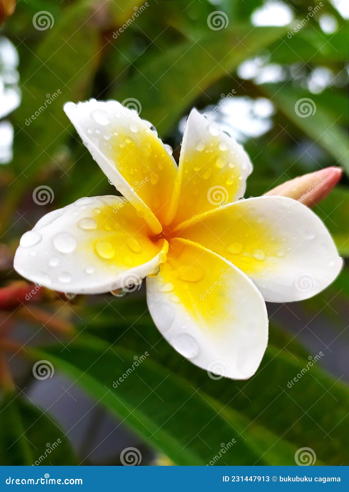 Frangipani flower stock image. Image of flower, leaf - 231447913