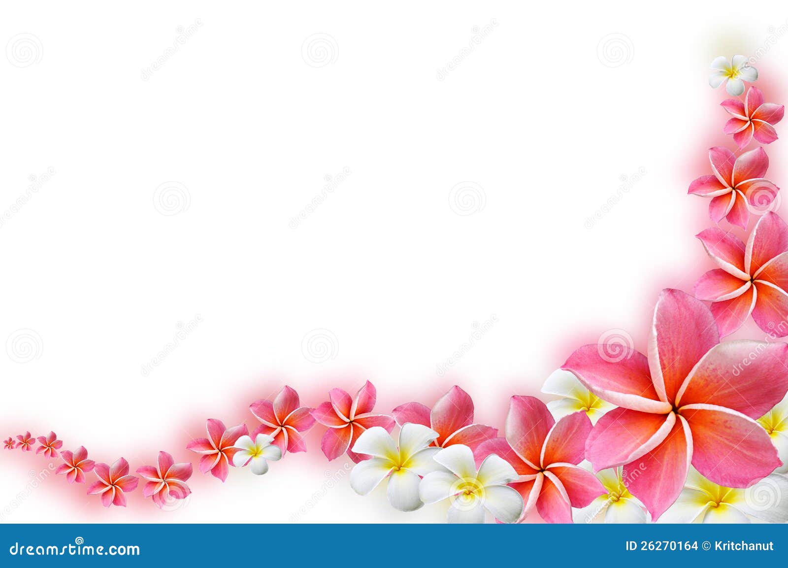 Frangipani flowers stock illustration. Illustration of aroma - 26270164 Frangipani flowers stock illustration. Illustration of aroma - 26270164