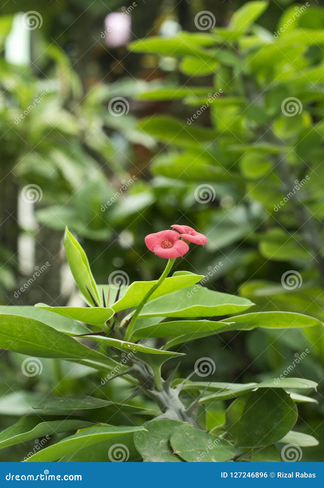 Frangipani flowers is red stock photo. Image of floral - 127246896