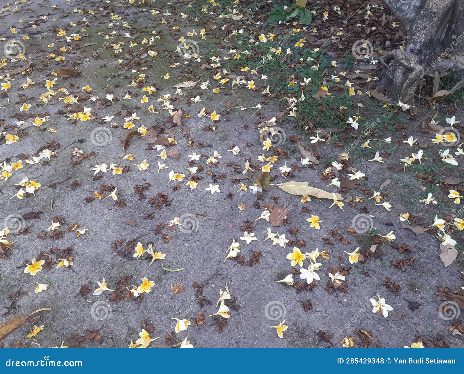 Frangipani Flowers Fall To the Ground Stock Photo - Image of macro ...