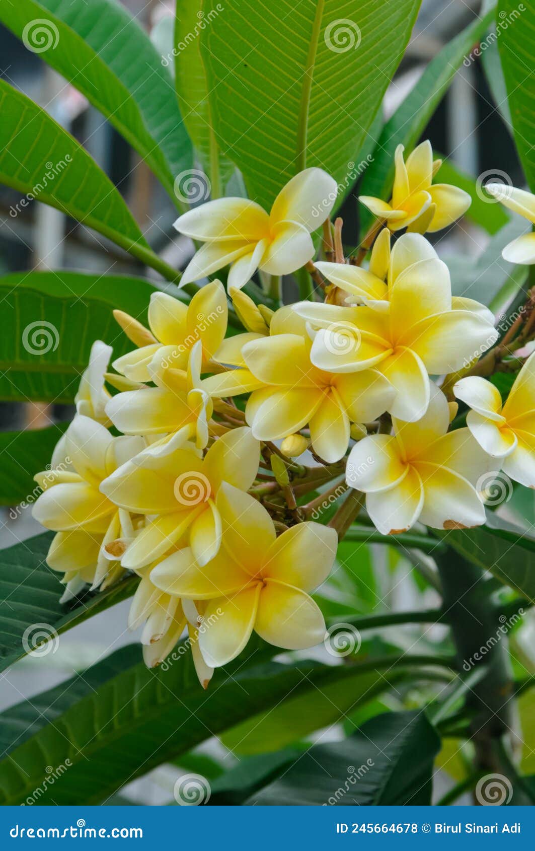 Frangipani Flowers On A Green Background. Vector Illustration ...