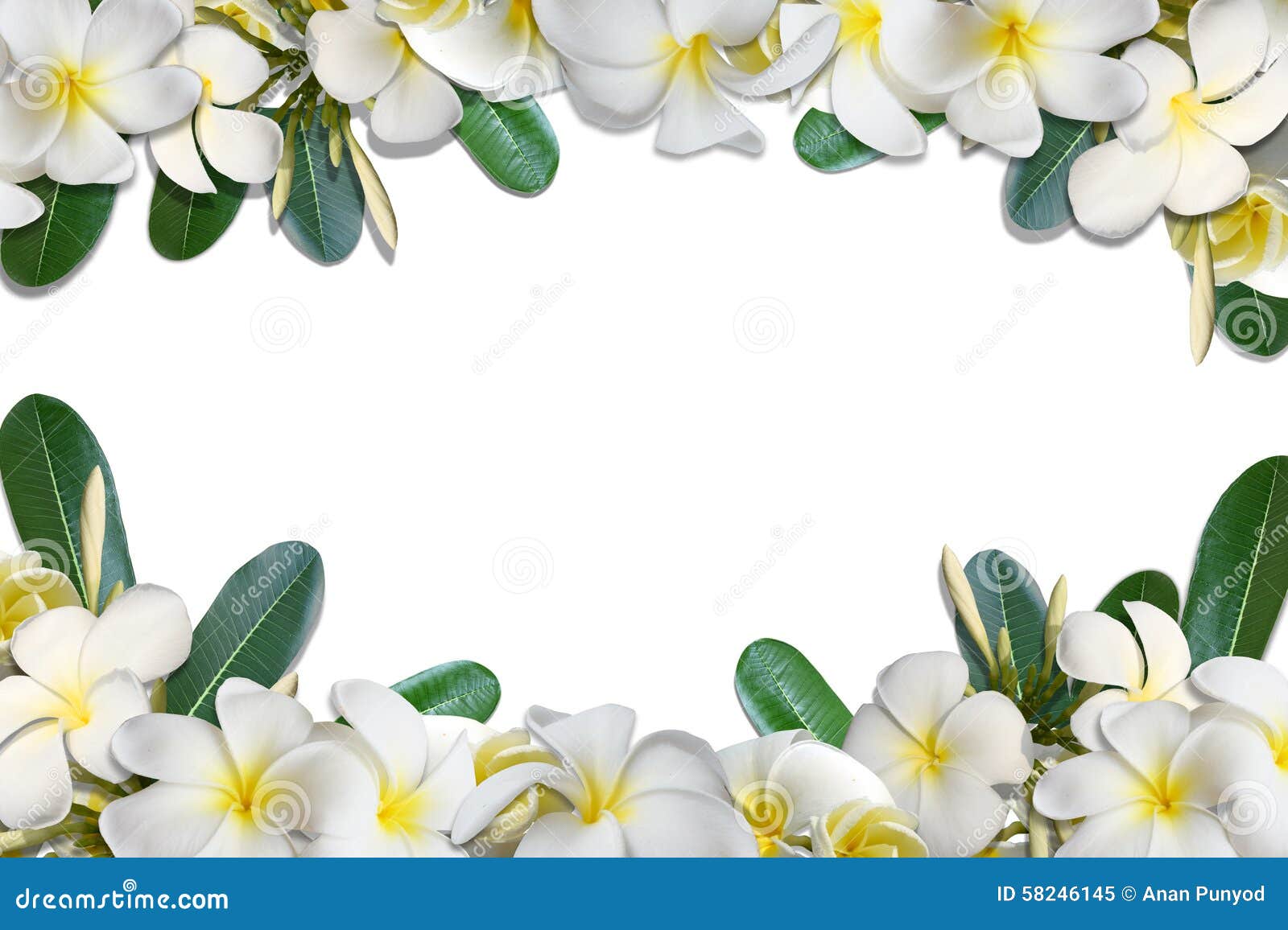 Frangipani Flowers and Leaf Frame Isolate on White Background Stock ... Frangipani Flowers and Leaf Frame Isolate on White Background Stock ...