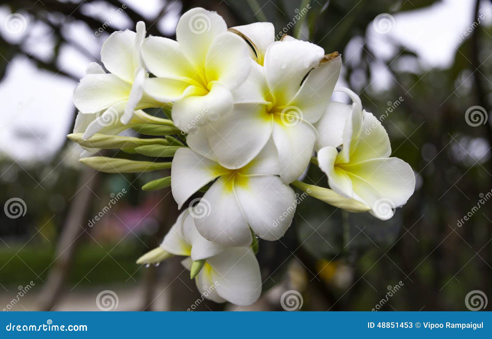Frangipani flowers stock image. Image of holiday, orange - 48851453