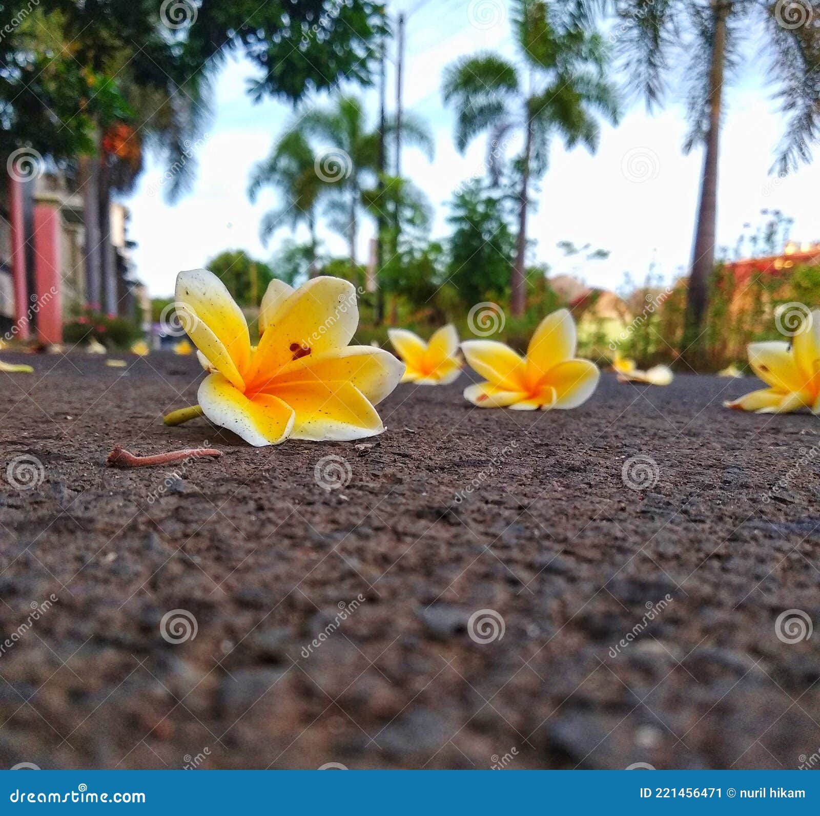 Frangipani Flowers on Side of the Road Stock Image - Image of telah ...