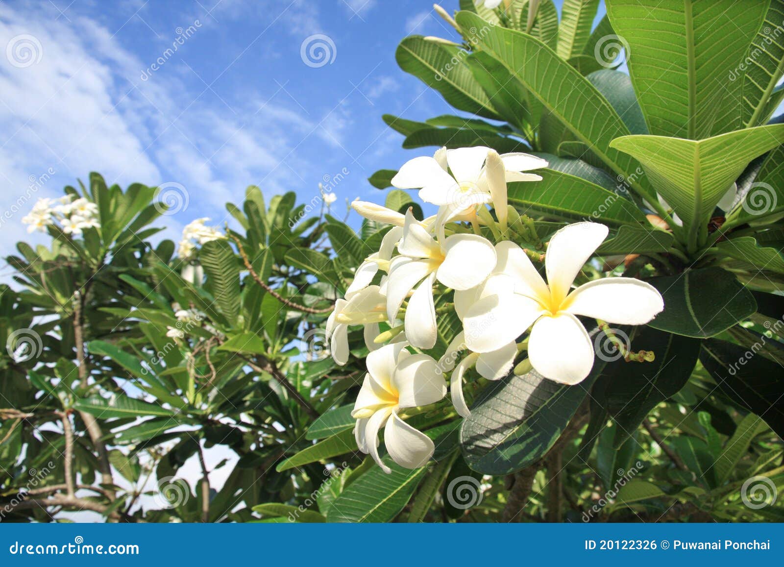 Frangipani Flowers on a Tree in the Garden Stock Photo - Image of care ...