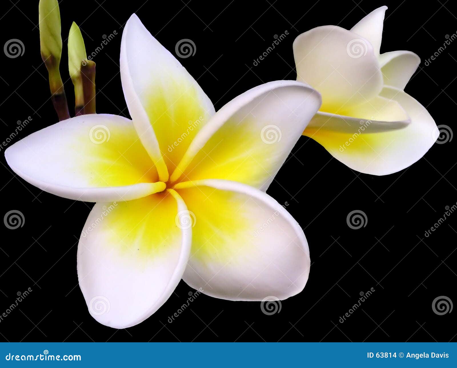 Frangipani (isolated) stock photo. Image of flowering, floral - 63814