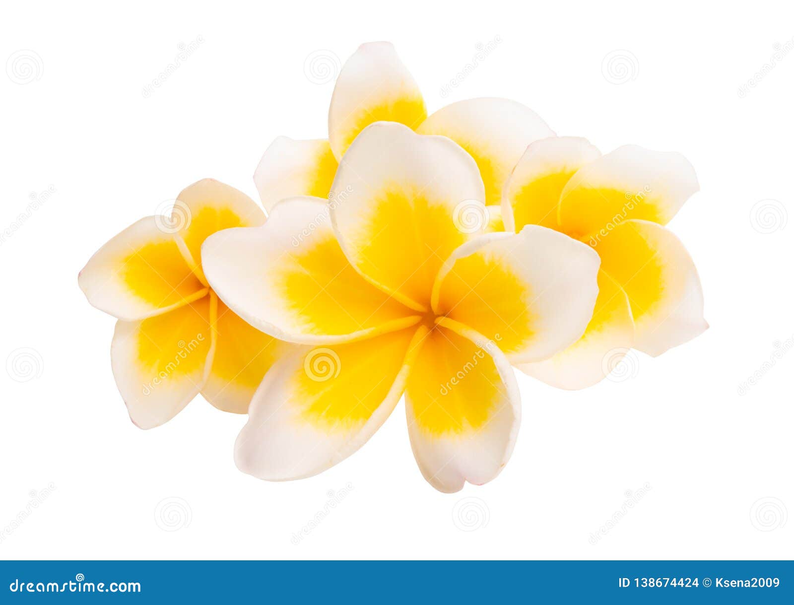 Frangipani Tropical Exotic Flowers Isolated Stock Photo - Image of ...