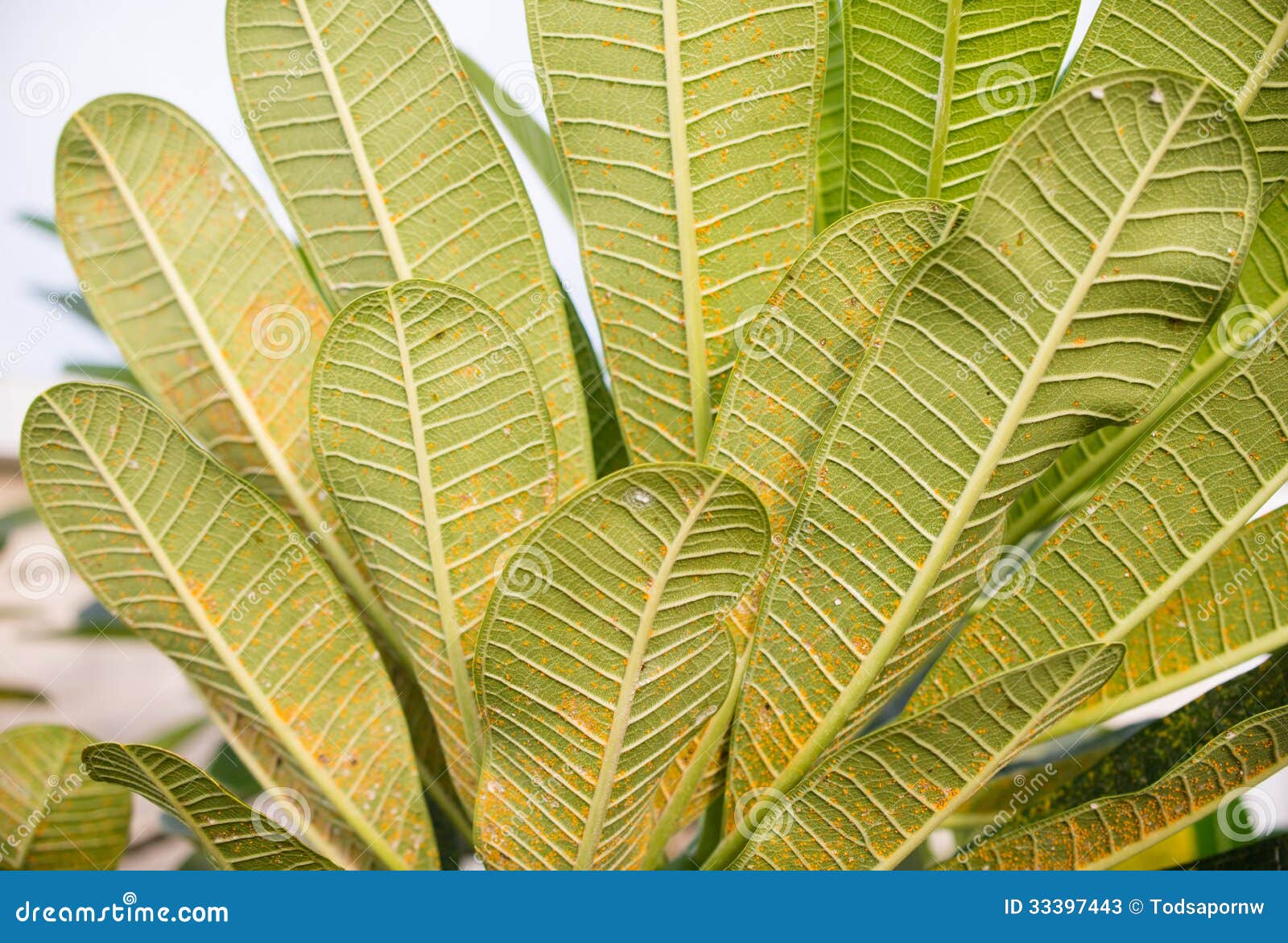 Frangipani Leaf Rust on Trees Stock Image - Image of beauty, freshness ...