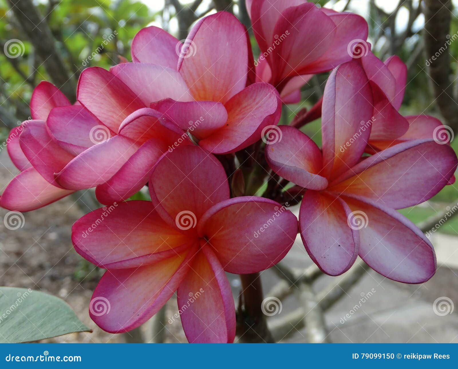 Frangipani stock photo. Image of pink, tropical, stem - 79099150