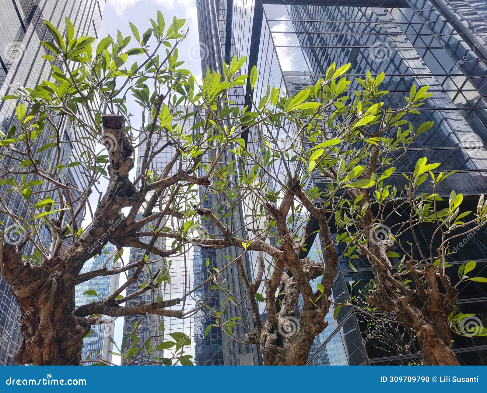 Frangipani Plants Against Sky Scraper Stock Photo - Image of scraper ...