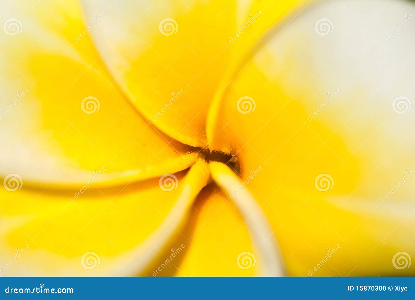 Frangipani Plumeria Flowers Border Design Stock Photo | CartoonDealer ...