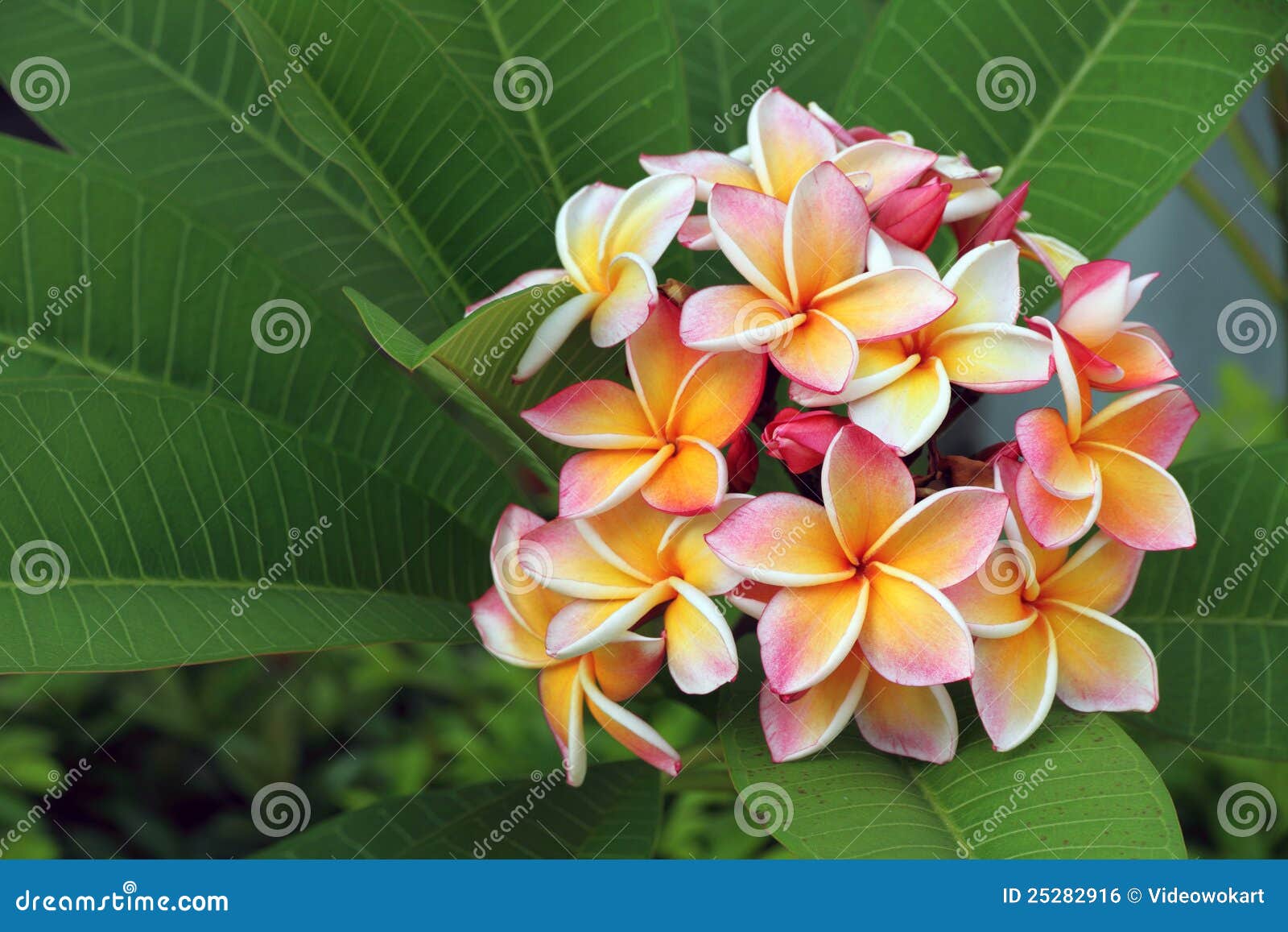 Plumeria Flower On Stone Ground Stock Photography | CartoonDealer.com ...