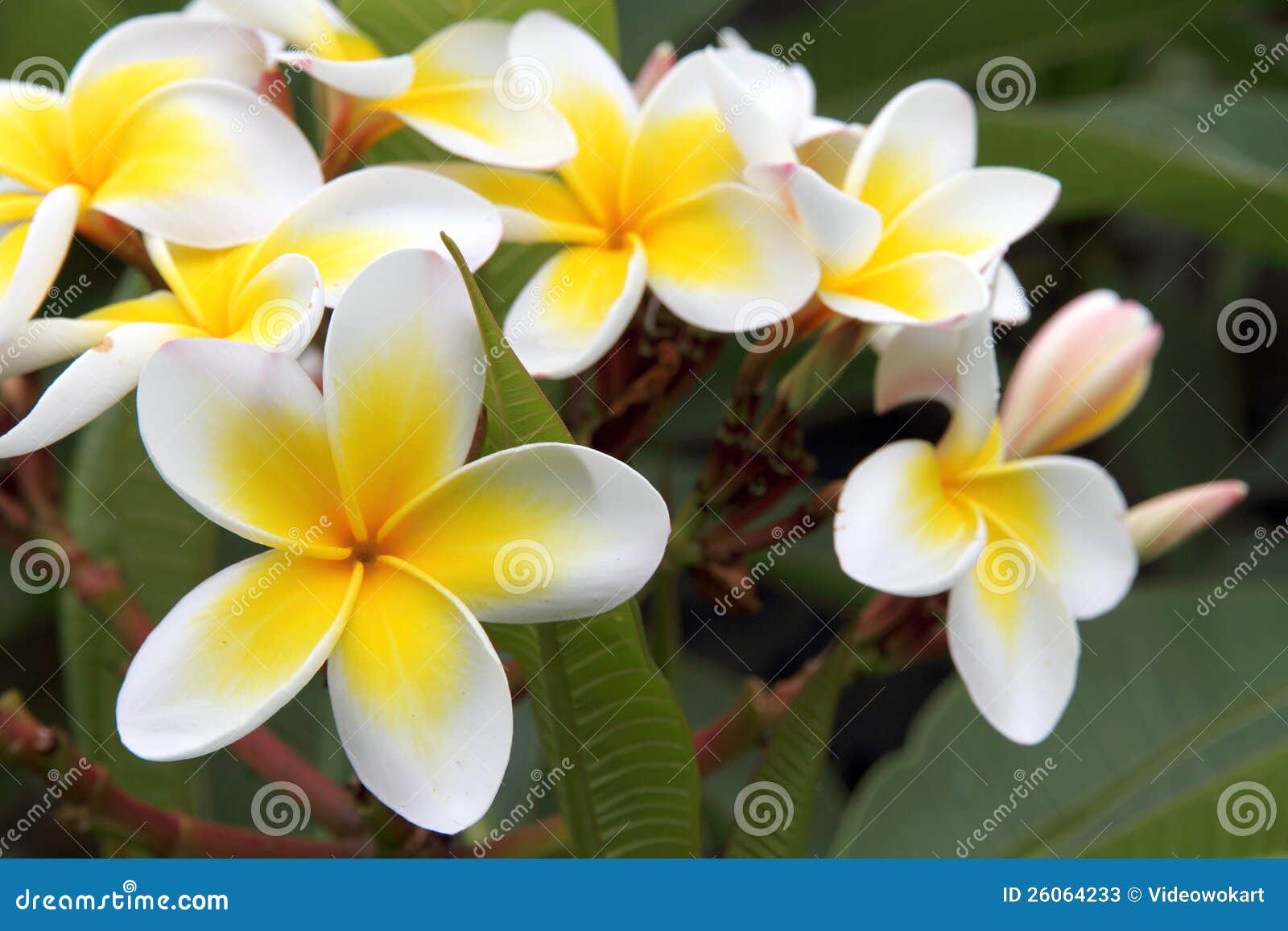 Plumeria Flower On Stone Ground Stock Photography | CartoonDealer.com ...